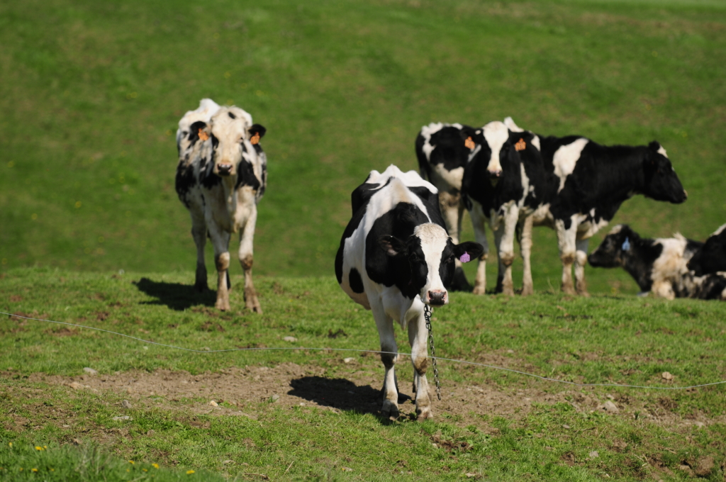 Vermont Gas to Offer Renewable Natural Gas – VGS